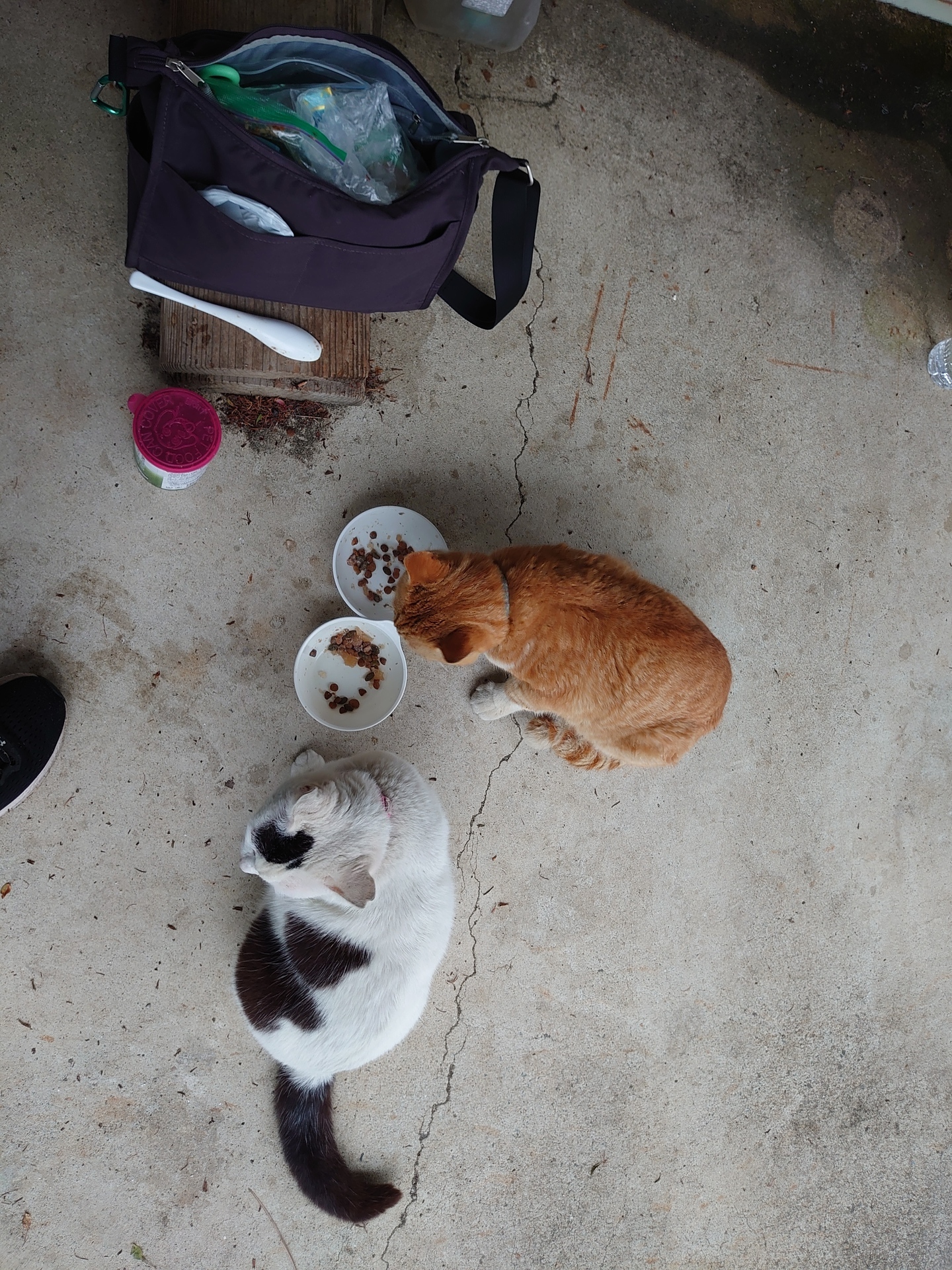 雨の日も: しこくの白猫日記